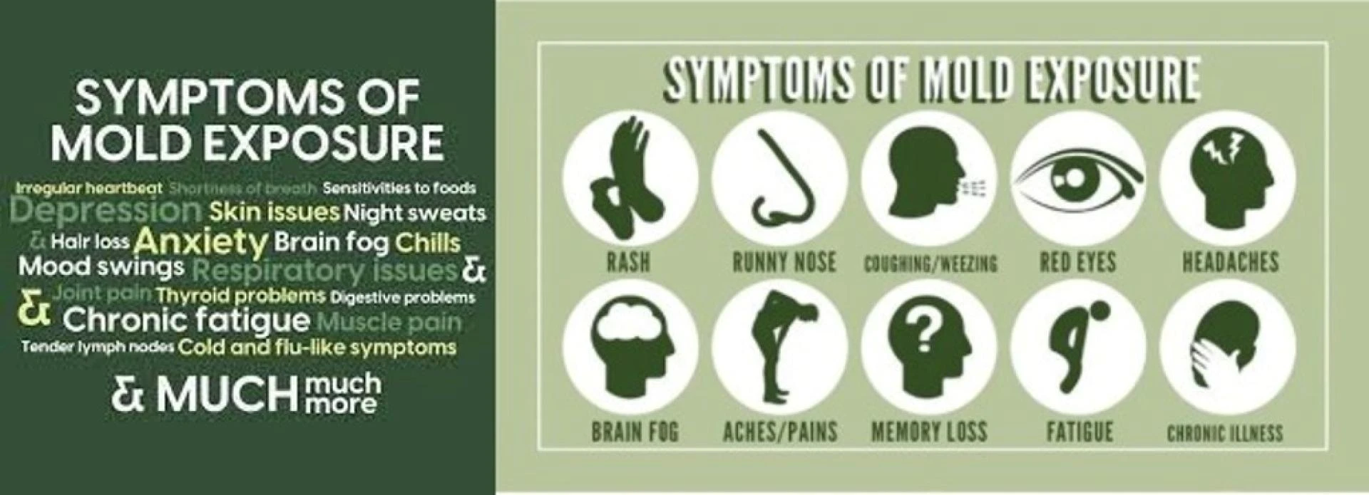 Mold Exposure: Unraveling Symptoms, Diagnosis, Treatment, and ...
