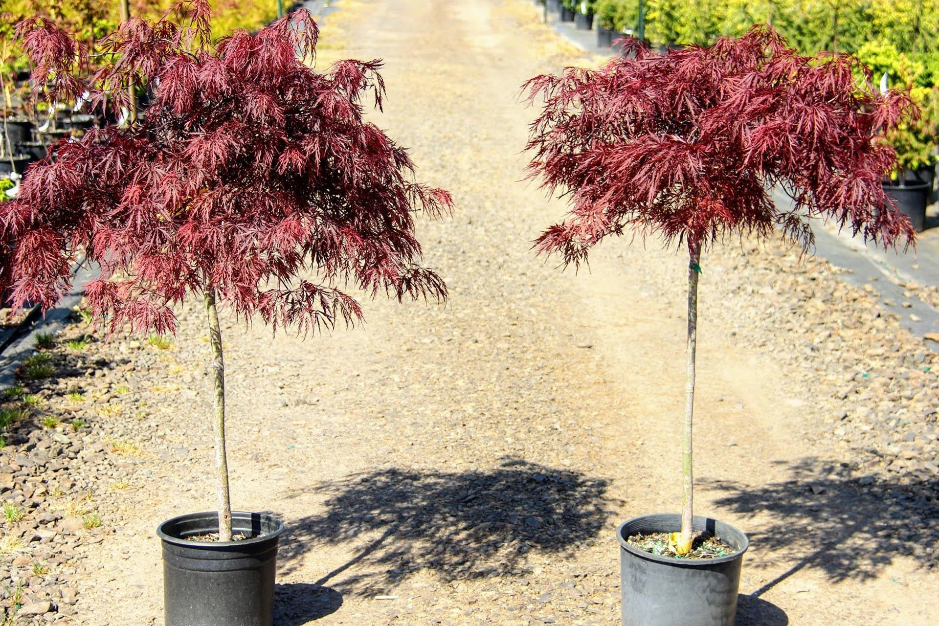 How to Grow Red Dragon Japanese Maple? - TheOmniBuzz