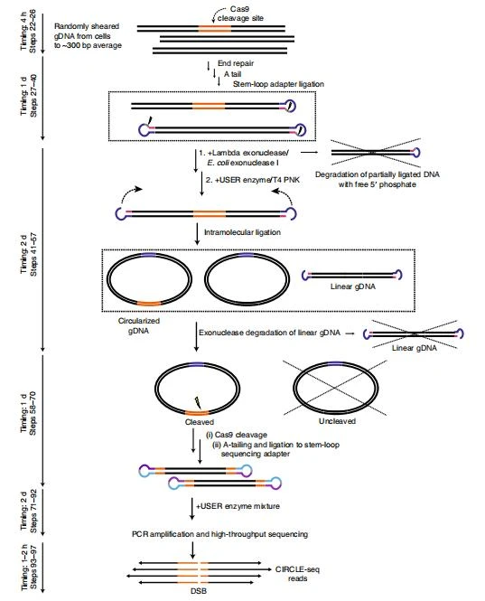 Comprehensive Review of Circle Sequencing - TheOmniBuzz